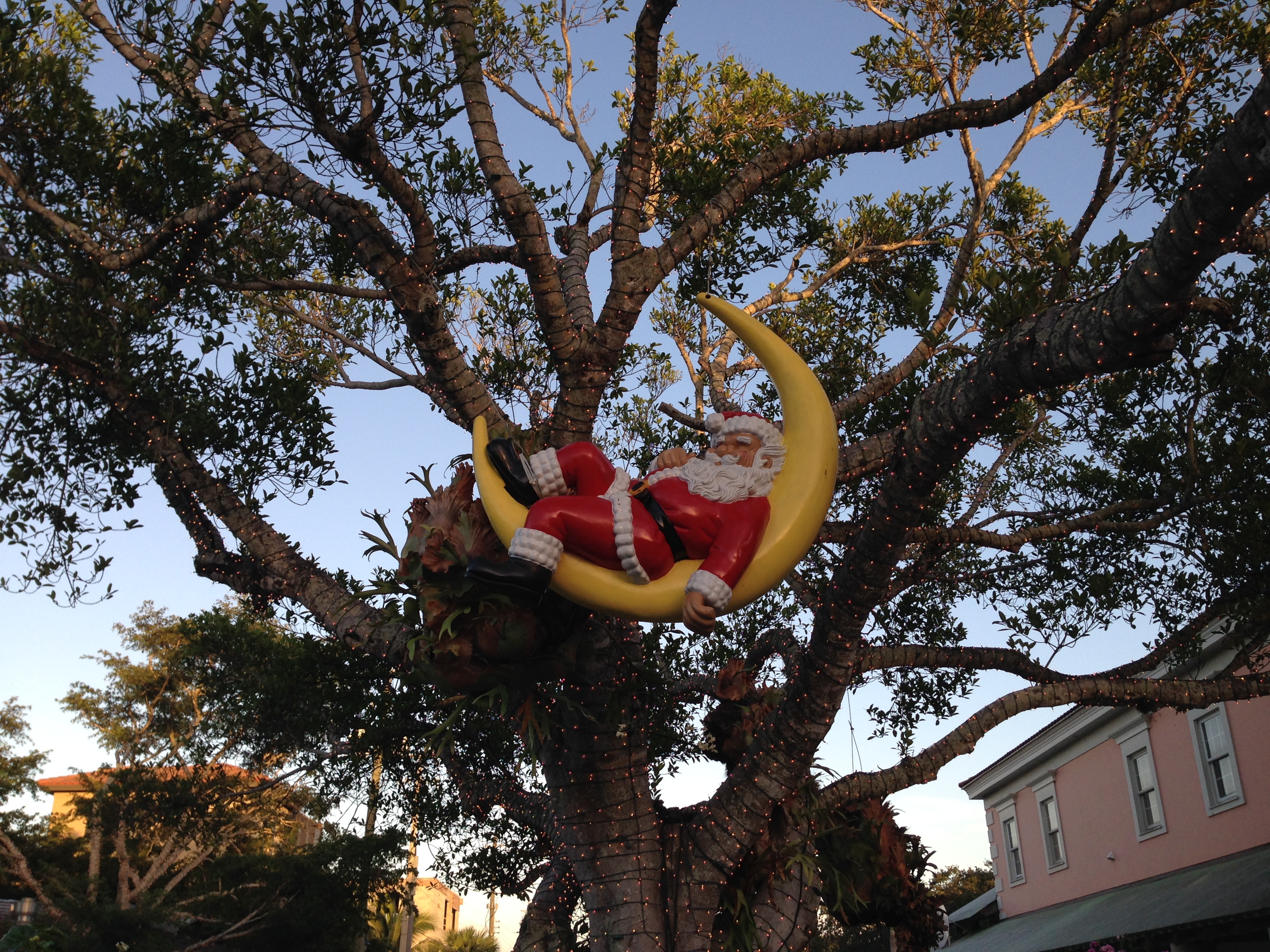 Santa in a Tree | Jamie Todd Rubin